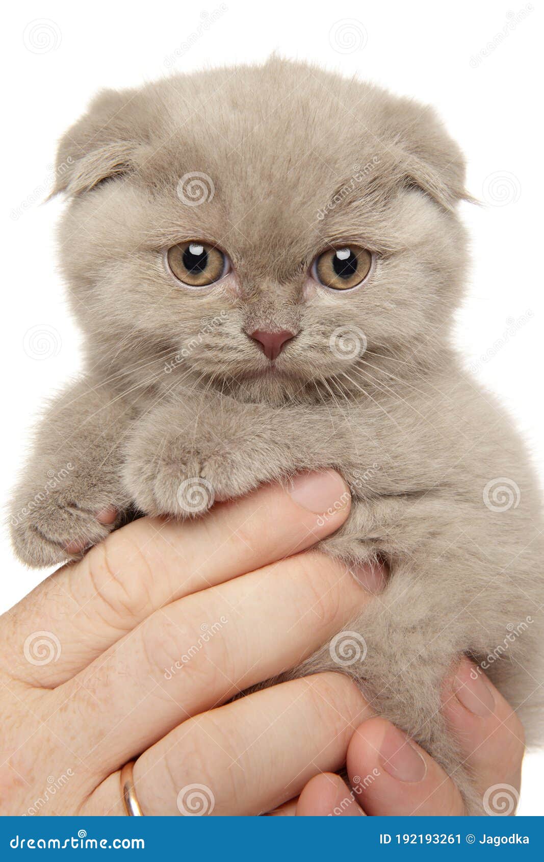 Man Holds Scottish Fold Kitten in Hands Stock Image - Image of ...