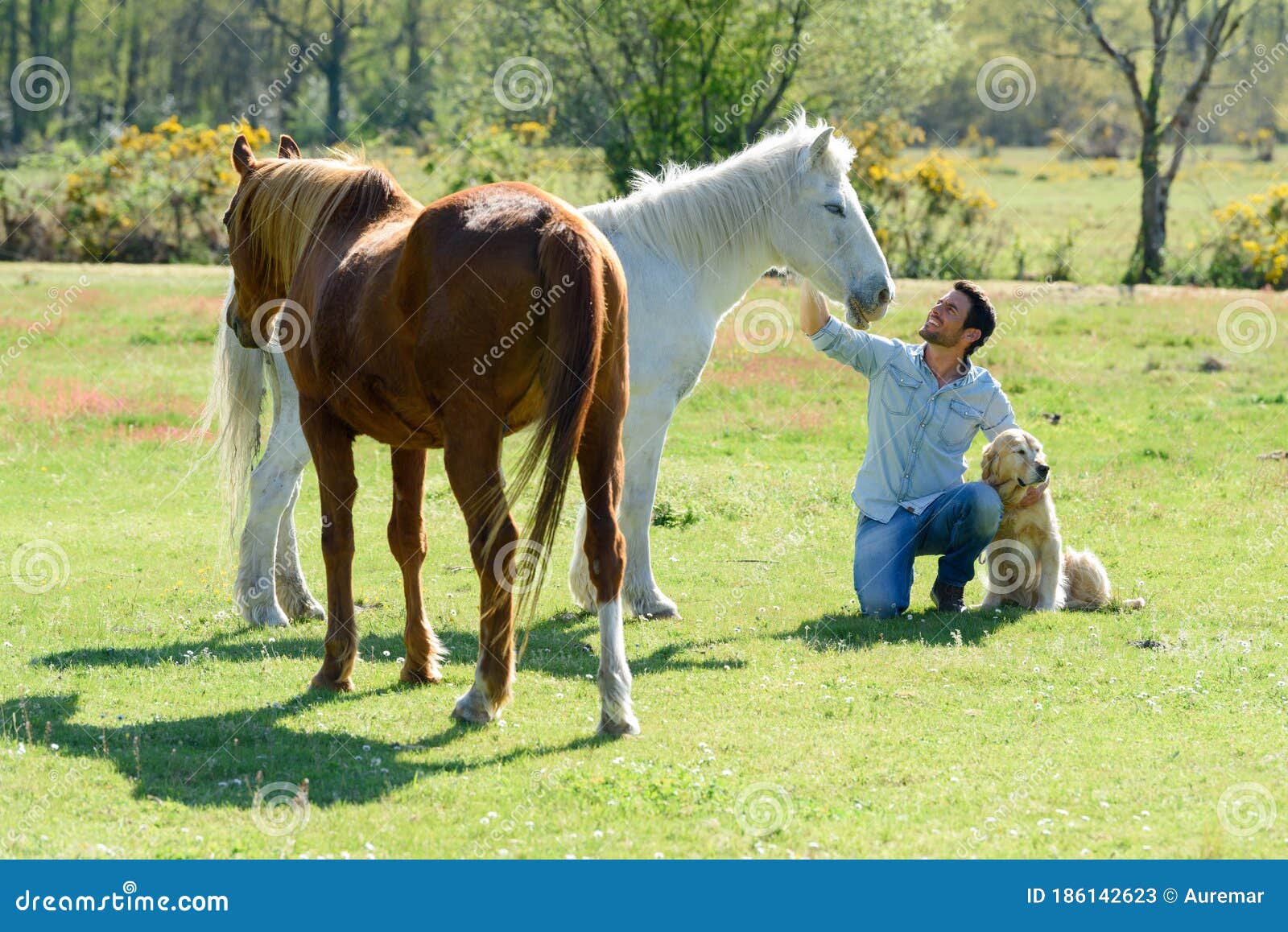 Man with horses and dog stock image. Image of friendship - 186142623