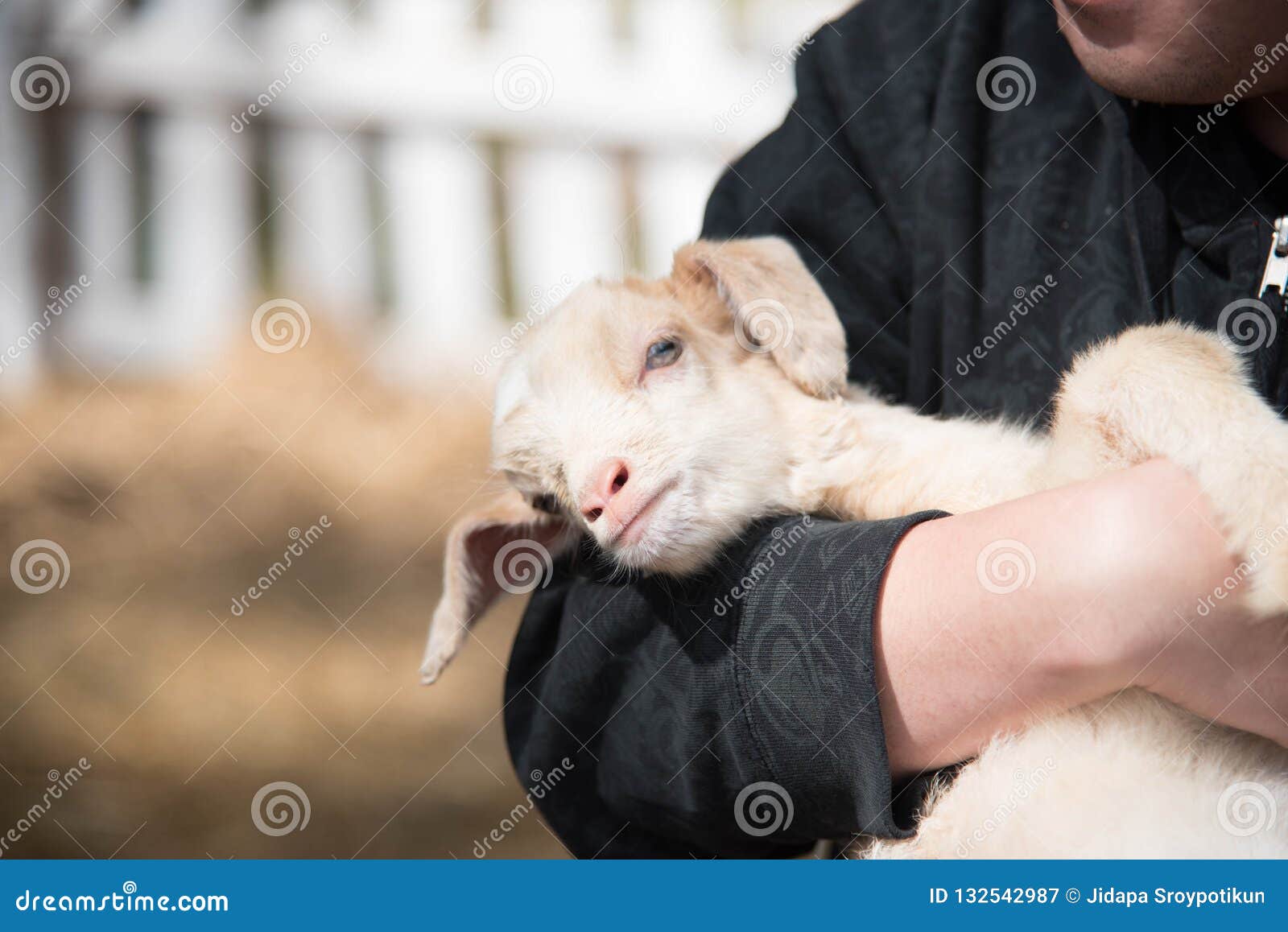 Man hug goat stock image. Image of domestic, love, countryside - 132542987