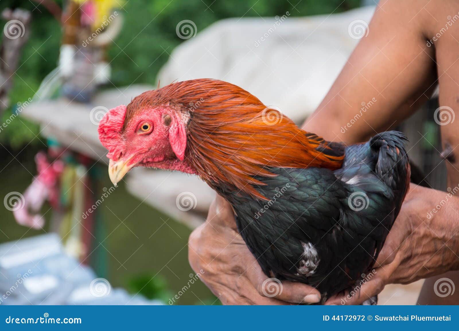 Man Hug a Thai Fighting or Rooster Chicken Stock Photo - Image of ...