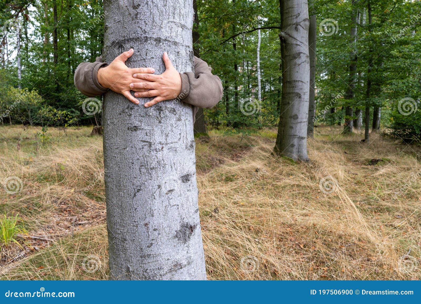 Man Hugging Tree in Forest. Stock Photo - Image of embracing, affection ...