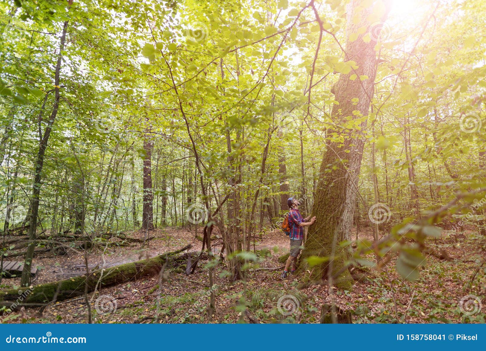 Man hugging tree in forest stock image. Image of bush - 158758041
