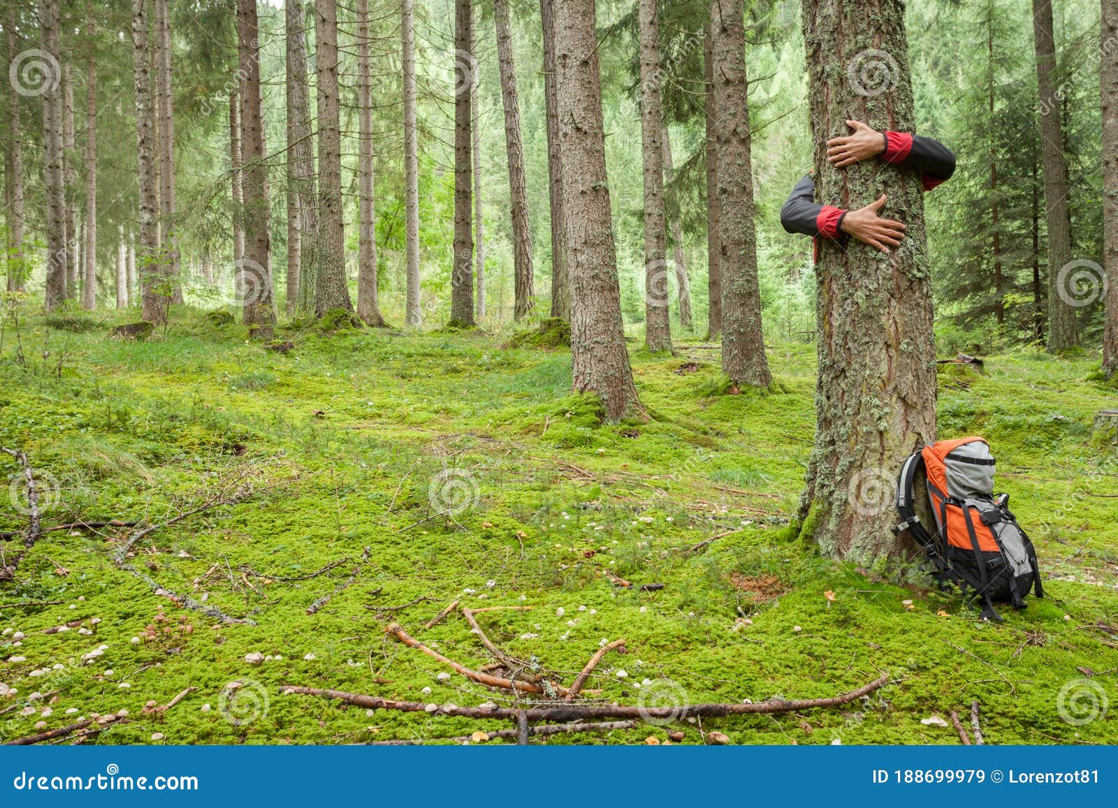 A Man Hugging a Tree in the Woods Stock Image - Image of love, embrace ...