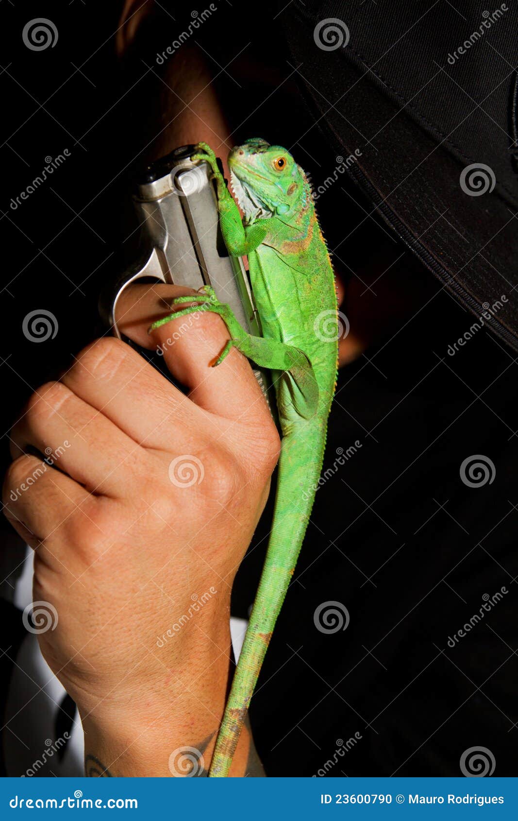 Man and iguana stock photo. Image of problem, aggressive - 23600790