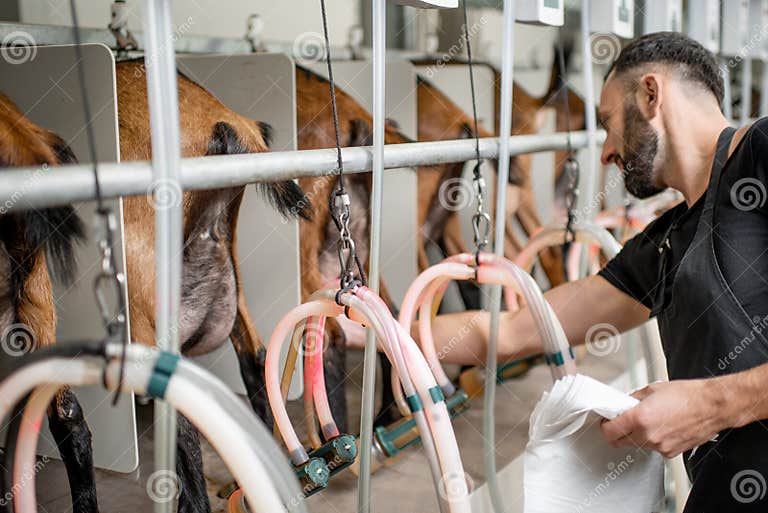 Man Operating Milking Machine at the Goat Farm Stock Photo - Image of ...