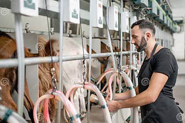 Man Operating Milking Machine at the Goat Farm Stock Photo - Image of ...