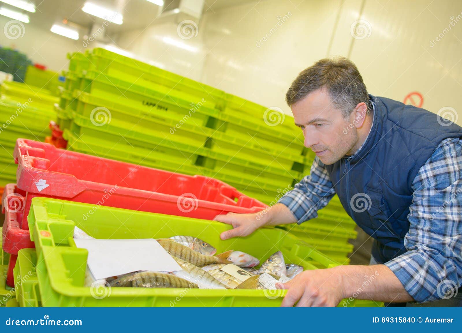 Man Inspecting Crate Fresh Fish Stock Photo - Image of diet, seafood ...