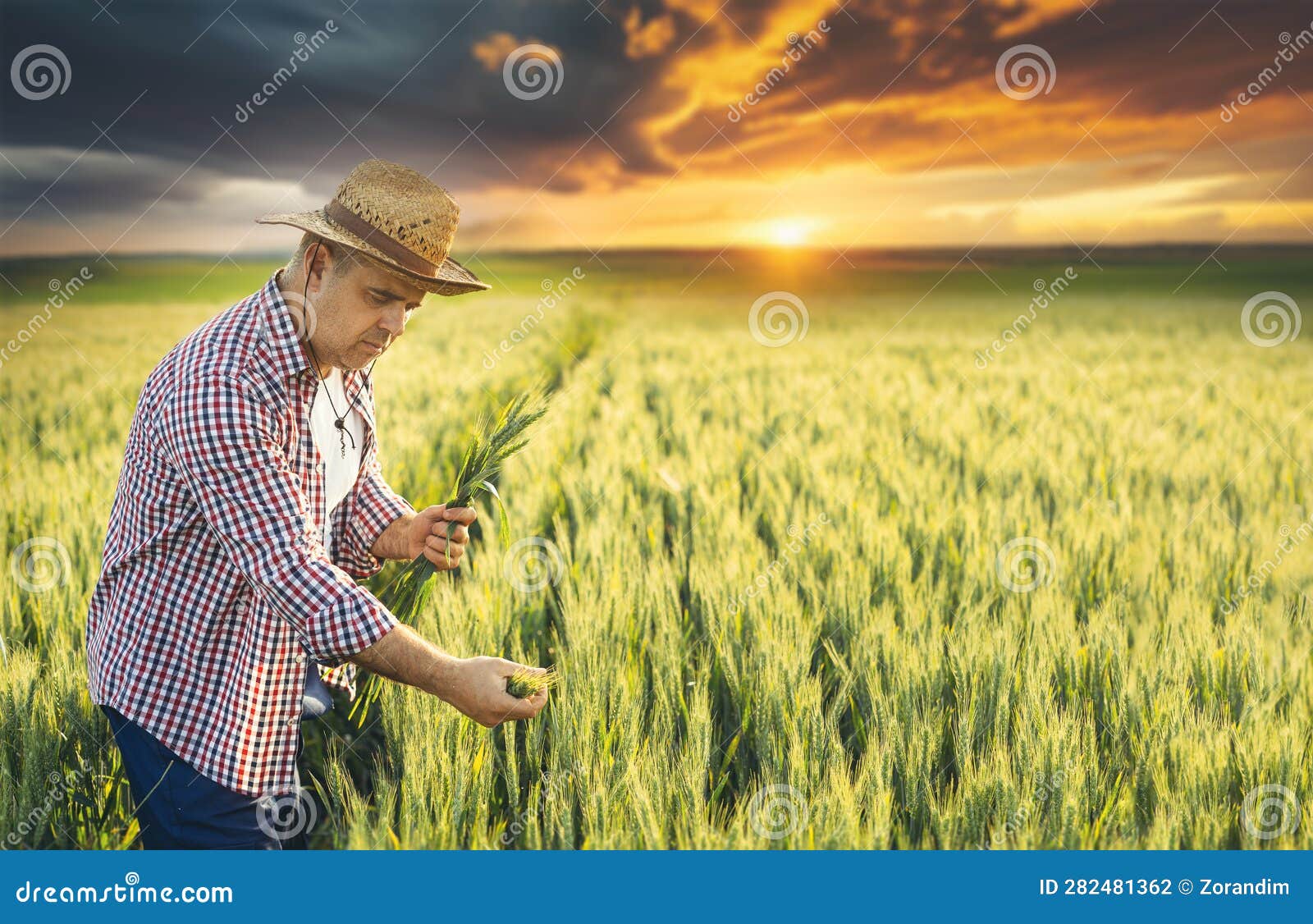 A Man is Inspecting Crops in the Field Stock Photo - Image of shirt ...