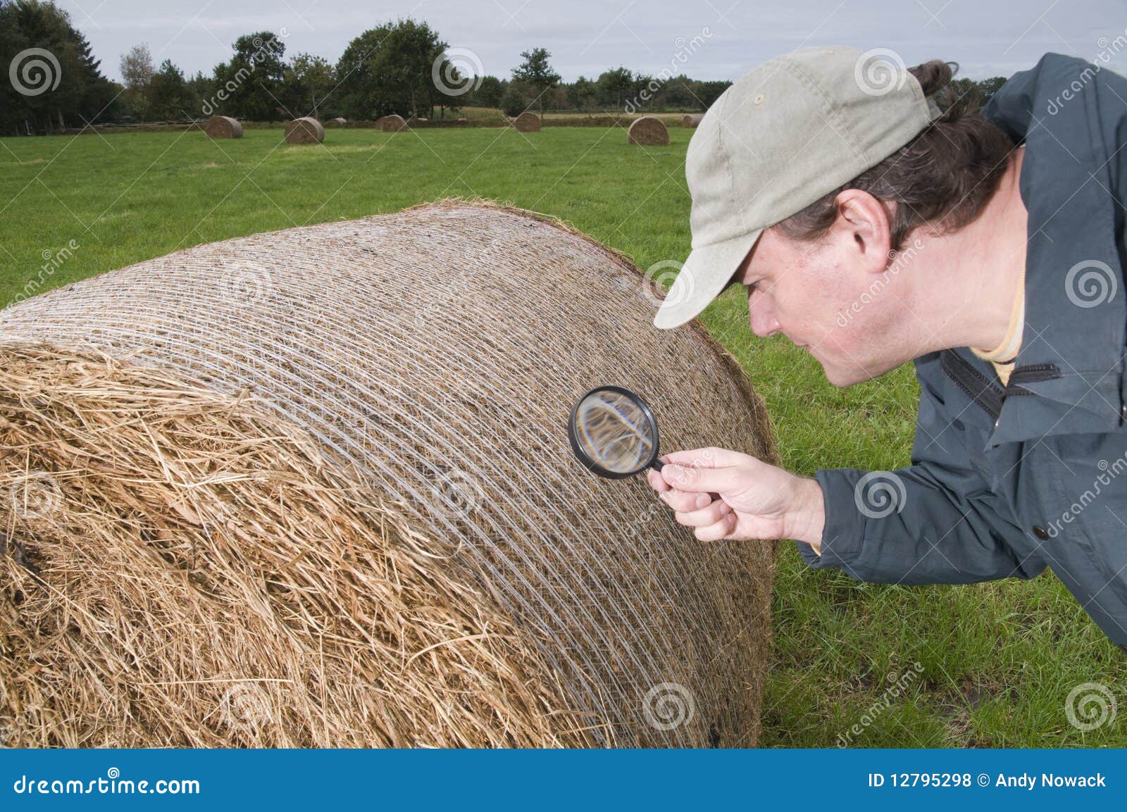Man inspecting hay bale stock photo. Image of check, activity - 12795298