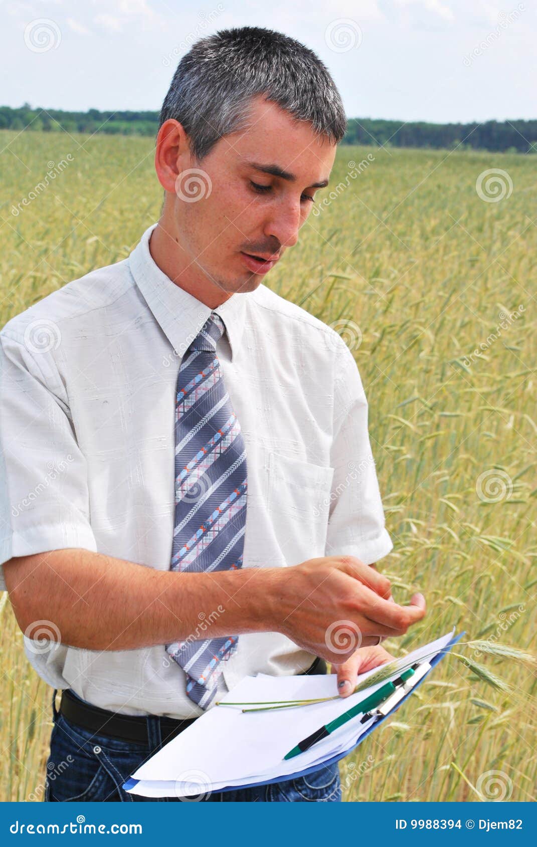 Man inspecting the wheat stock photo. Image of agronomist - 9988394