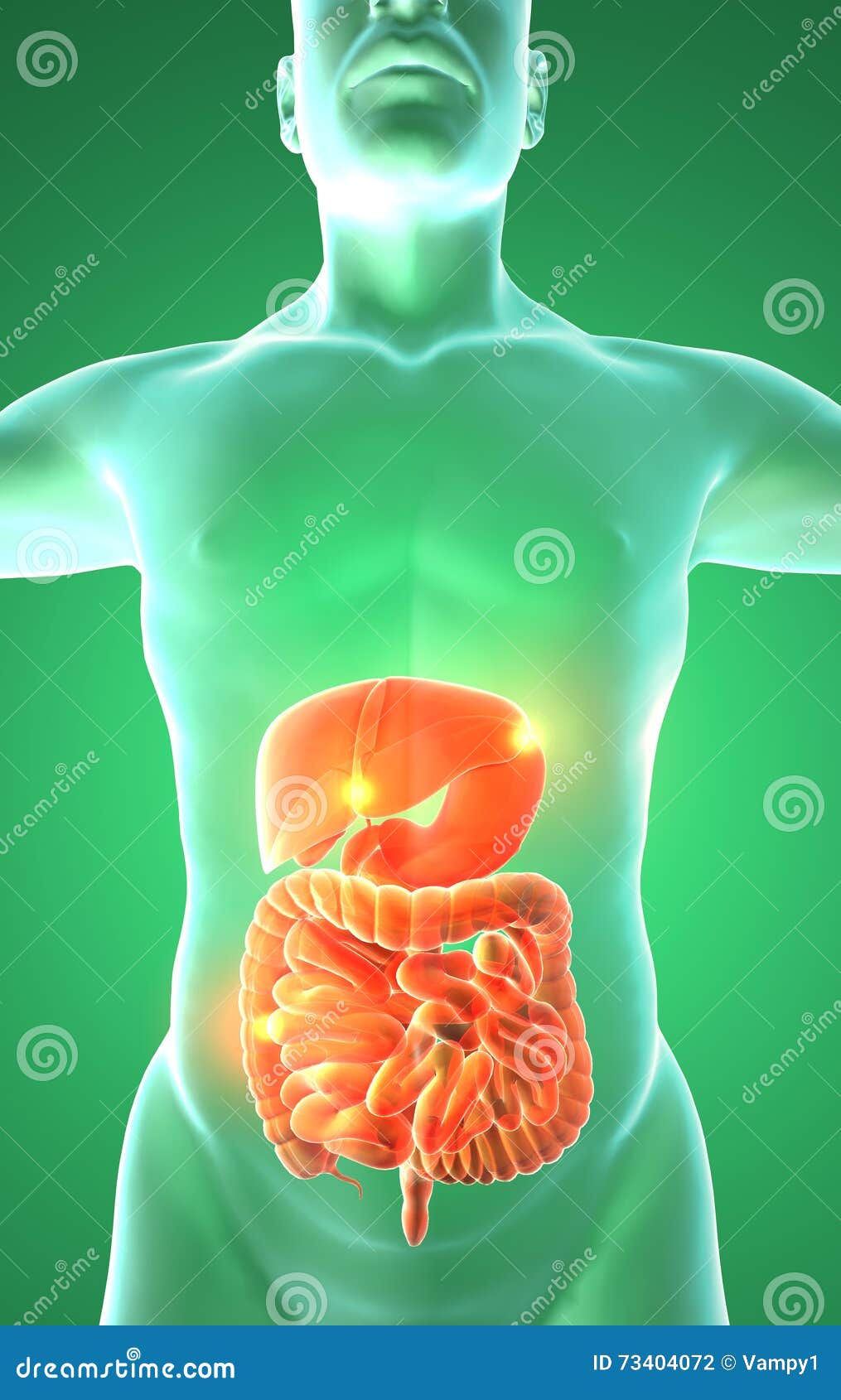 Man Intestines, Digestive System Stock Illustration - Illustration of ...