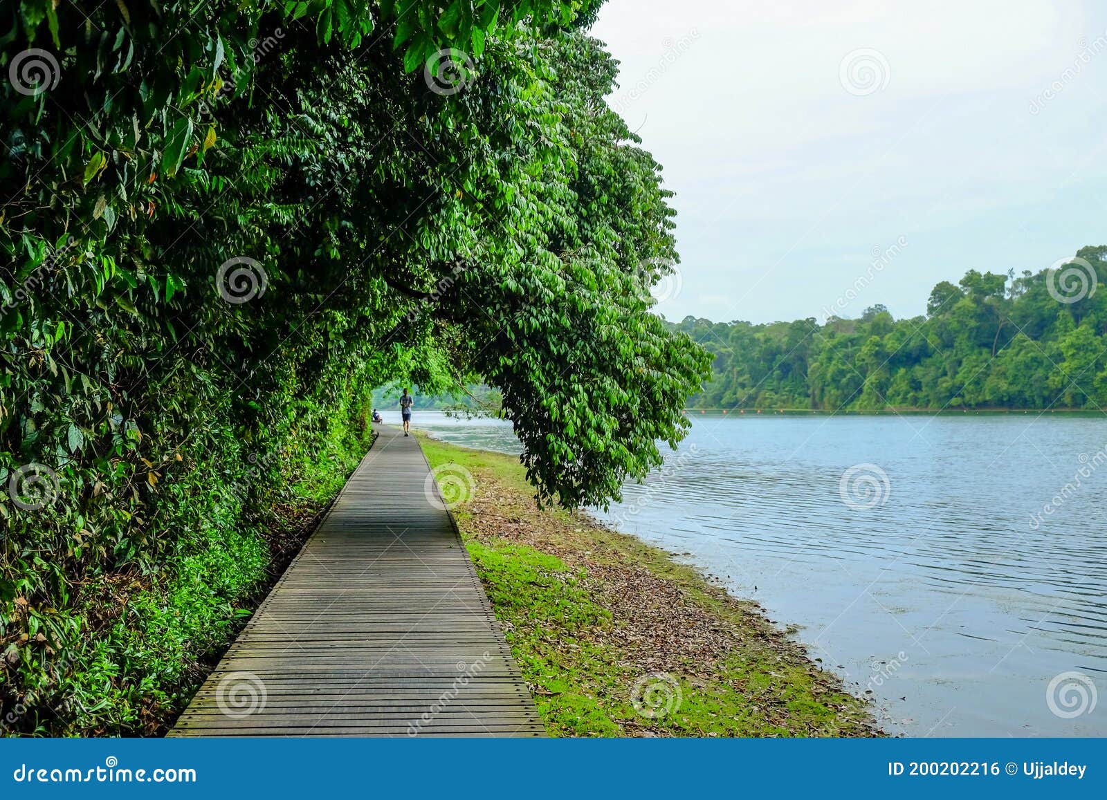 Man Jogging Around the Trail of Mac Ritchie Reservoir Editorial Photo ...