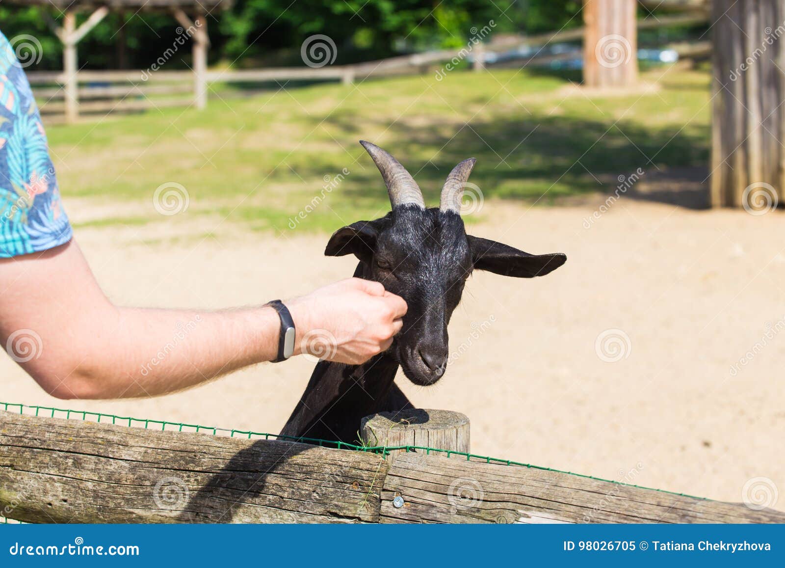 Man and Lamb or Goat in the Farm Stock Image - Image of happiness, dune ...