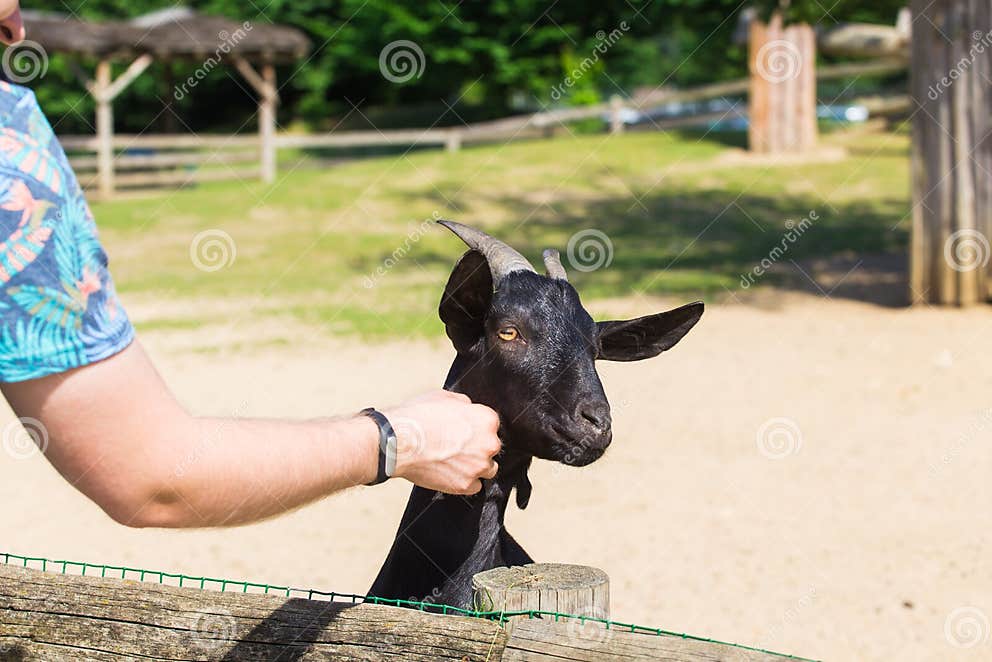 Man and Lamb or Goat in the Farm Stock Photo - Image of animal, grazing ...