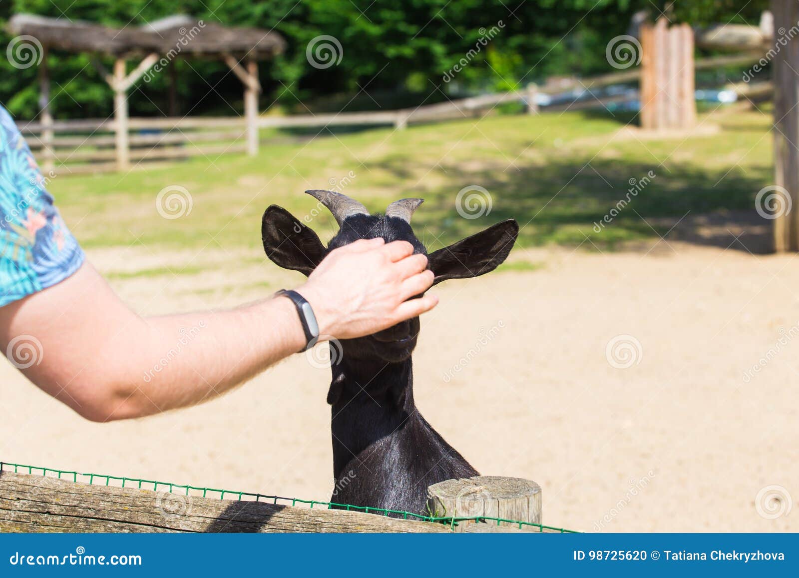 Man and Lamb or Goat in the Farm Stock Photo - Image of black ...