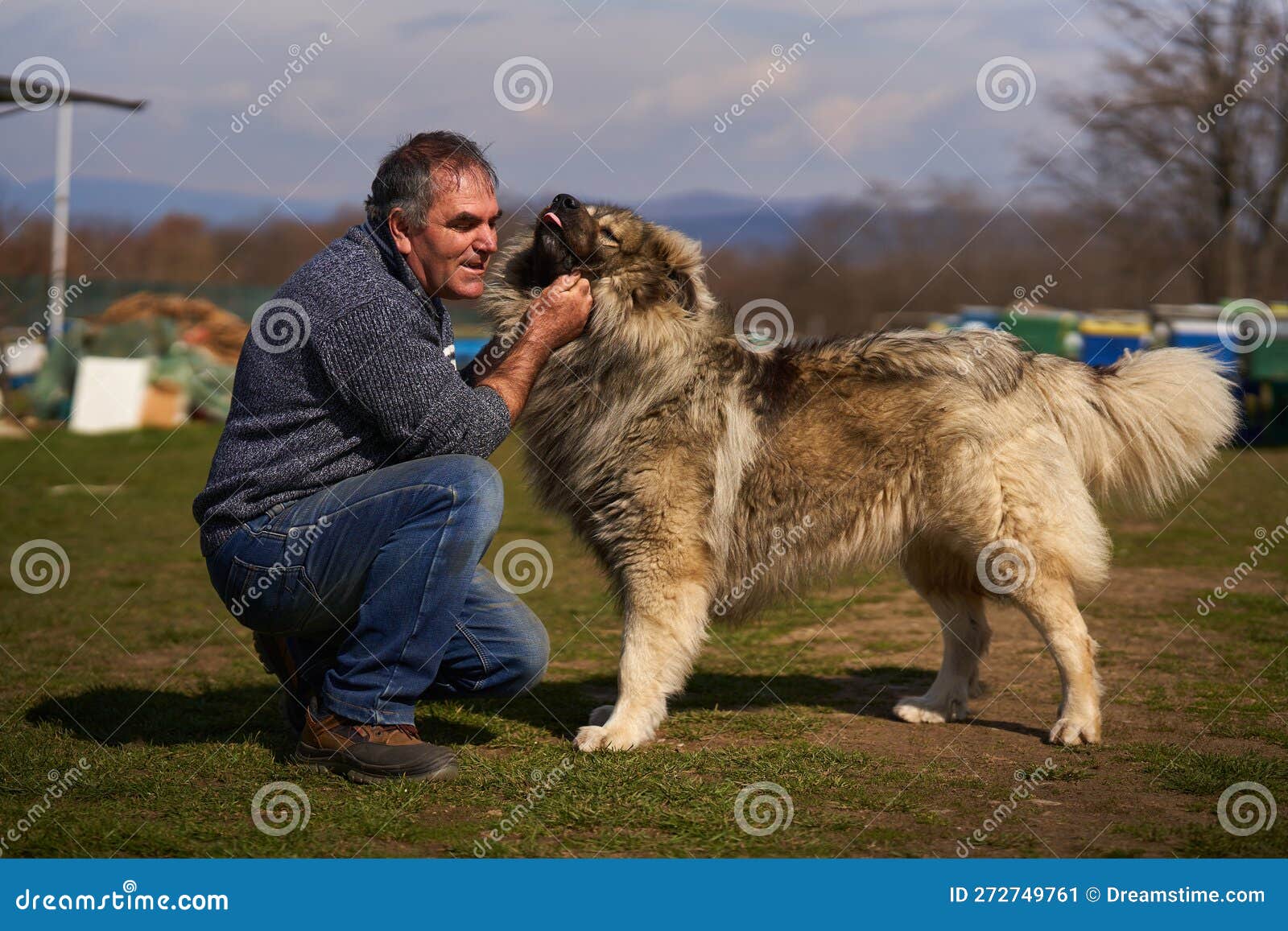 Man with a Large Fluffy Guard Dog Stock Image - Image of smiling, grass ...
