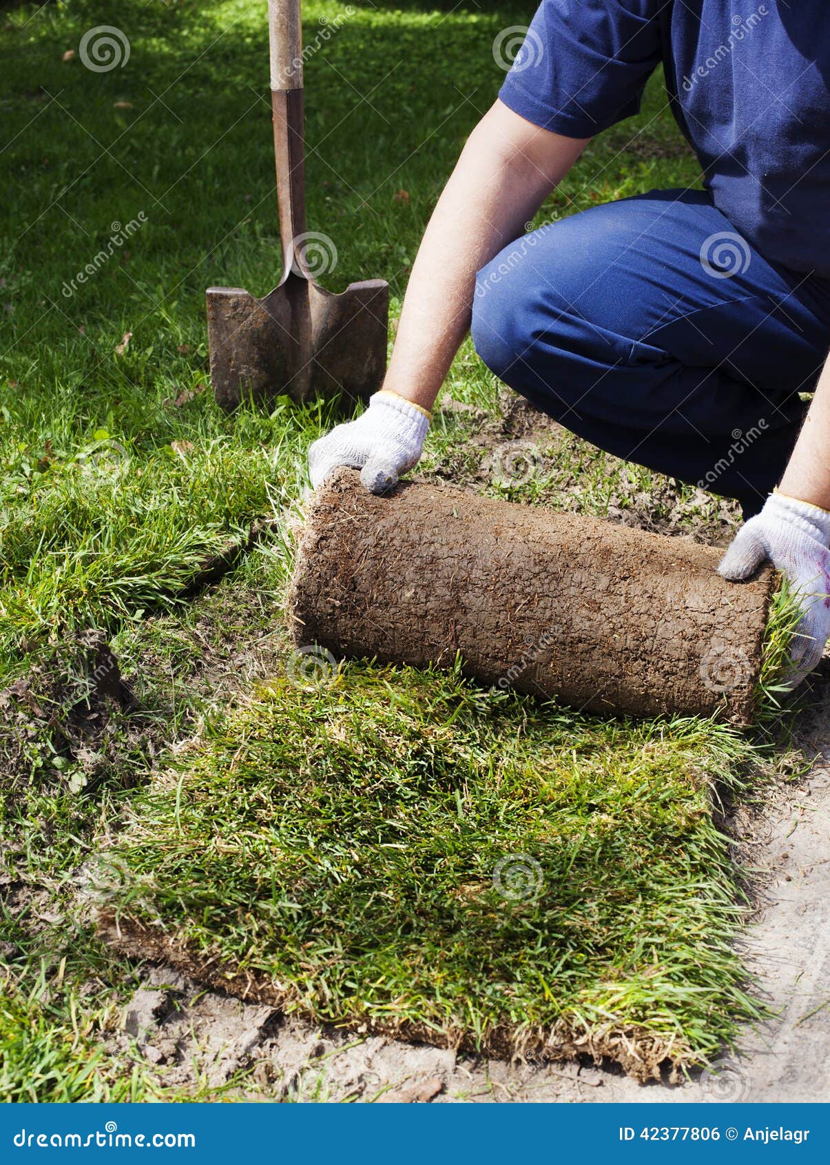 Man Laying Sod for New Garden Lawn. Stock Photo - Image of fresh ...