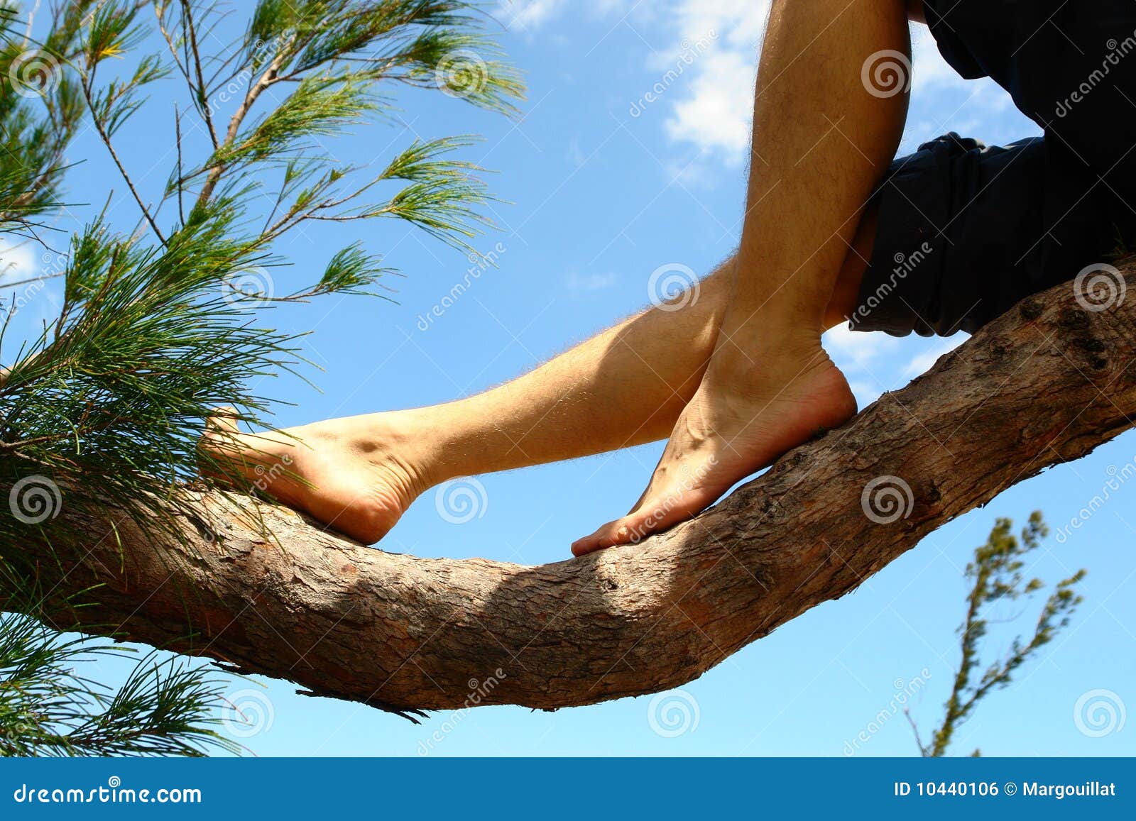 Man leg in a tree stock photo. Image of tropical, feet - 10440106