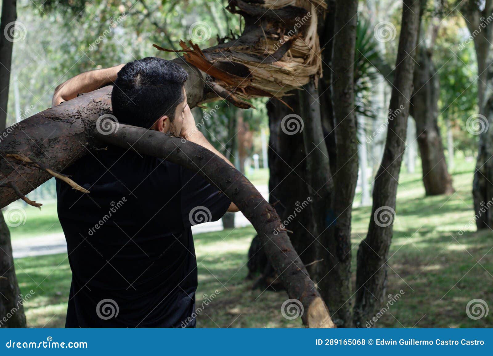Young Man Lifting a Tree Trunk in a Forest. Lumberjack Cutting a Tree ...
