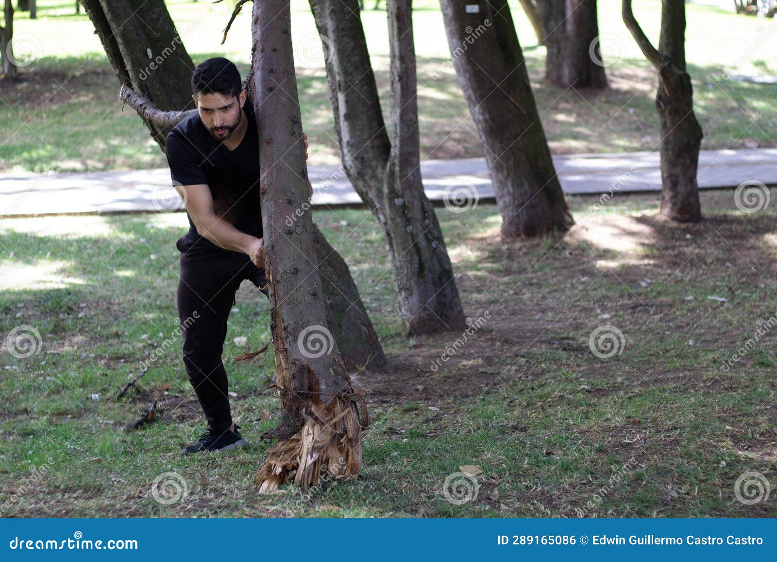Young Man Lifting a Tree Trunk in a Forest. Lumberjack Cutting a Tree ...