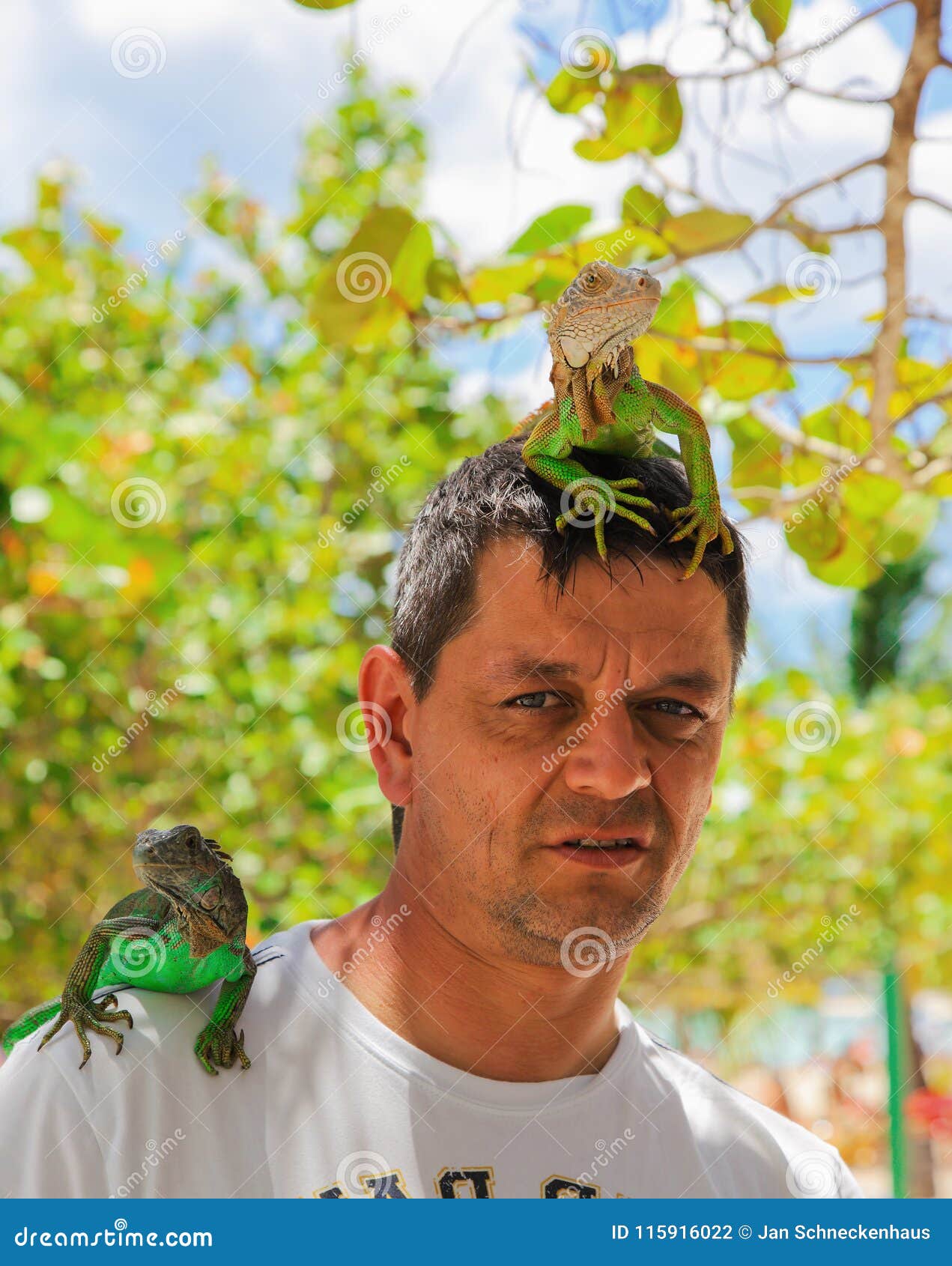 Aruba Gecko / Gonatodes Antillensis Royalty-Free Stock Photo ...
