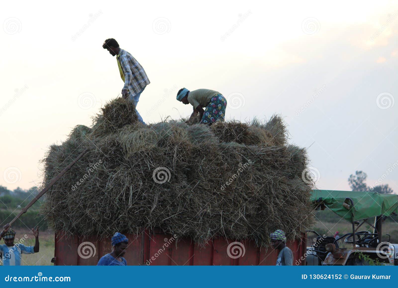 Man Loading Rice Grains editorial photography. Image of rice - 130624152