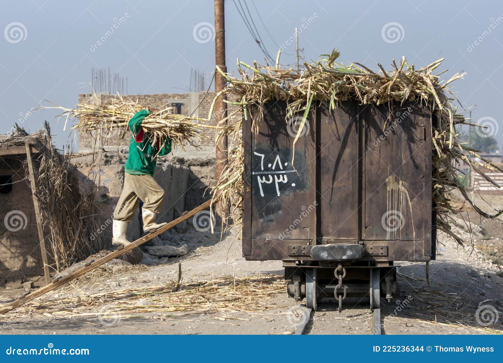 A Man Loading Sugar Cane into a Wagon at Luxor in Egypt. Editorial ...