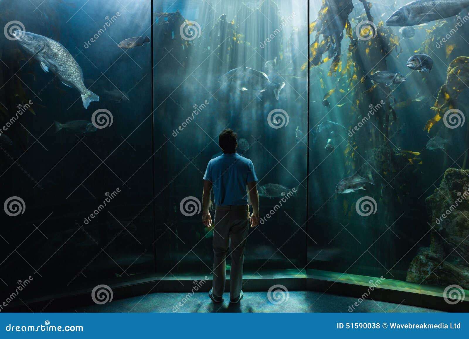 Man looking at fish tank stock photo. Image of leisure - 51590038