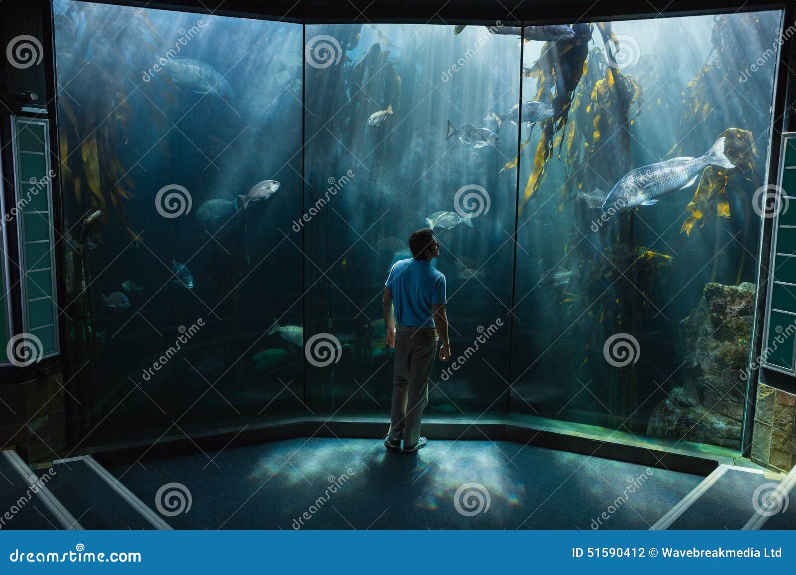 Man looking at fish tank stock photo. Image of fishtank - 51590412