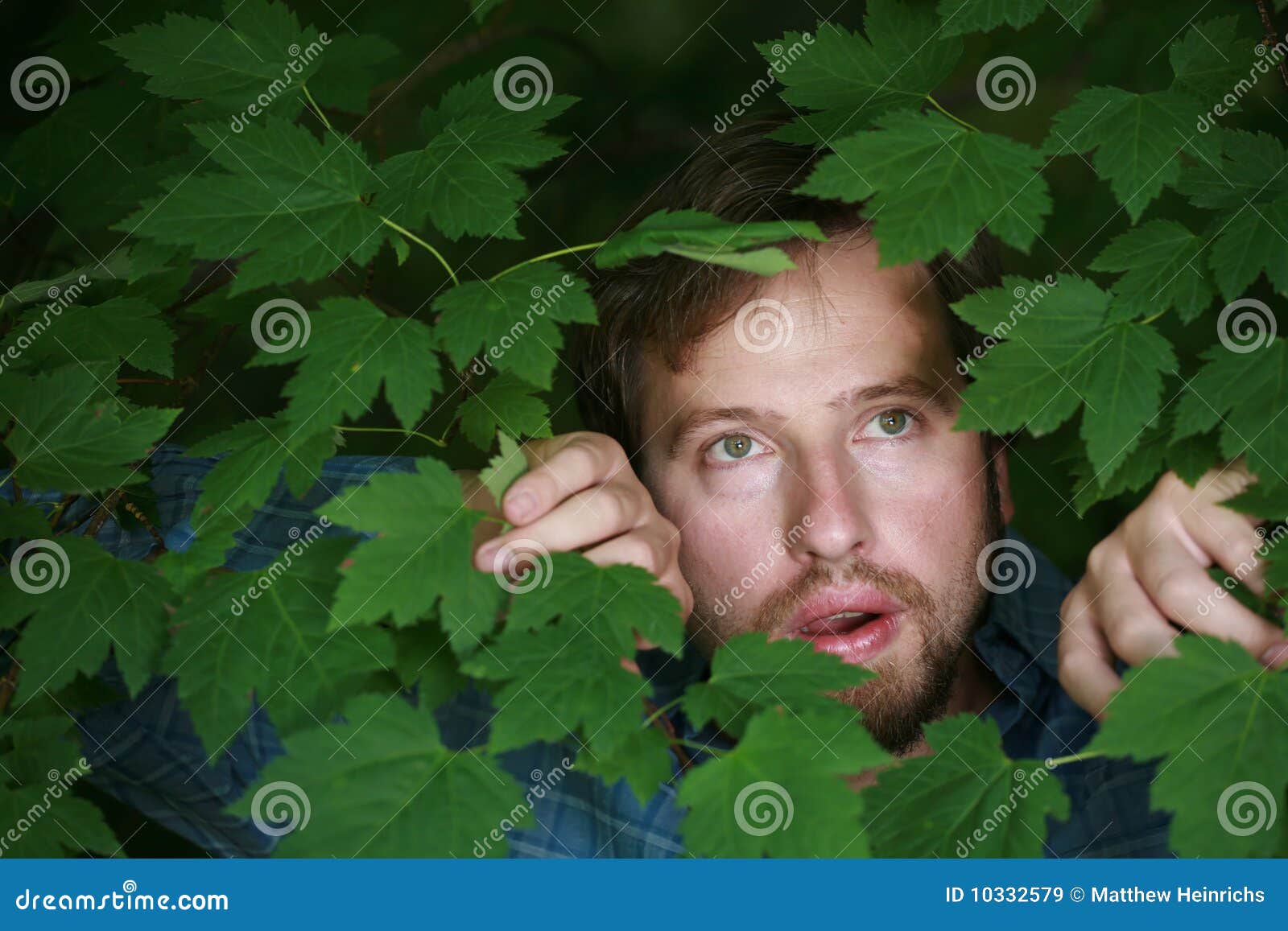 Man Looking through the Foliage Stock Image - Image of face, male: 10332579