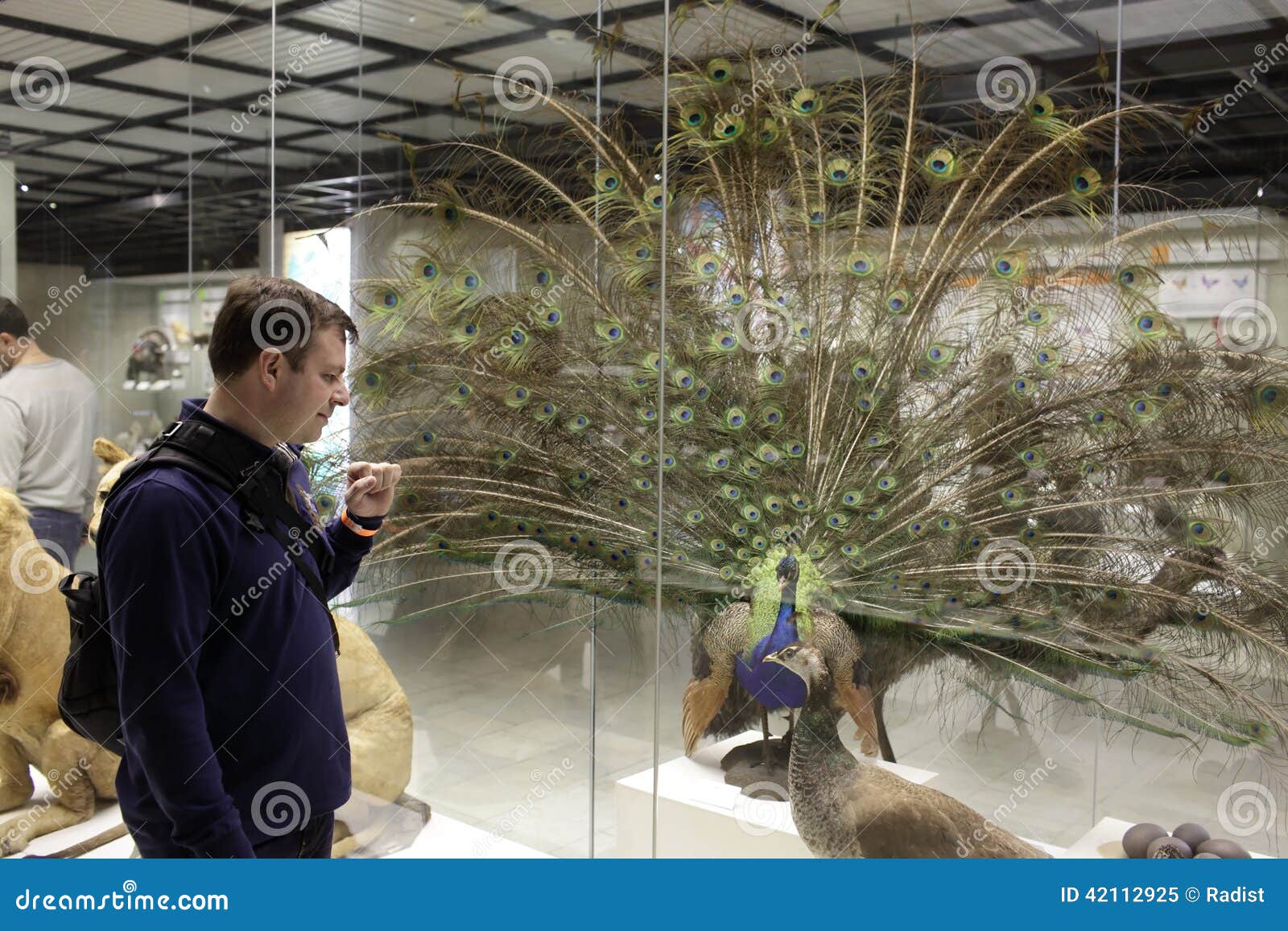 Man Looking at Stuffed Peacock Editorial Image - Image of entertainment ...