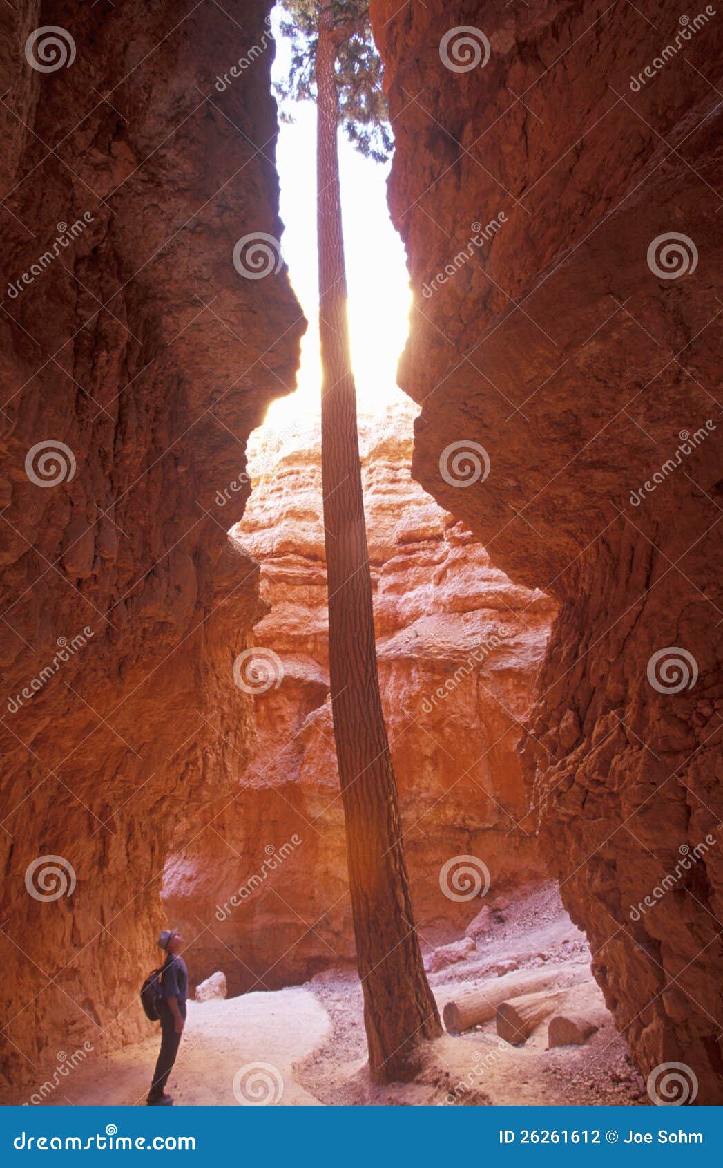 Man Looking at Tree editorial photography. Image of geology - 26261612