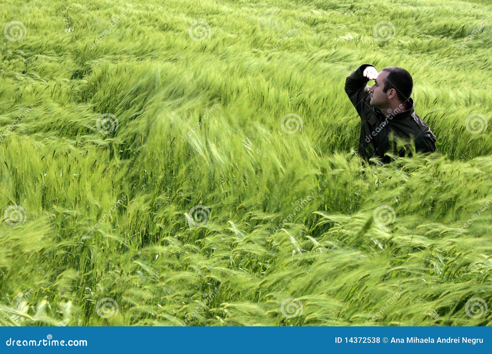Man Looking in a Wheat Field Stock Photo - Image of bread, crops: 14372538