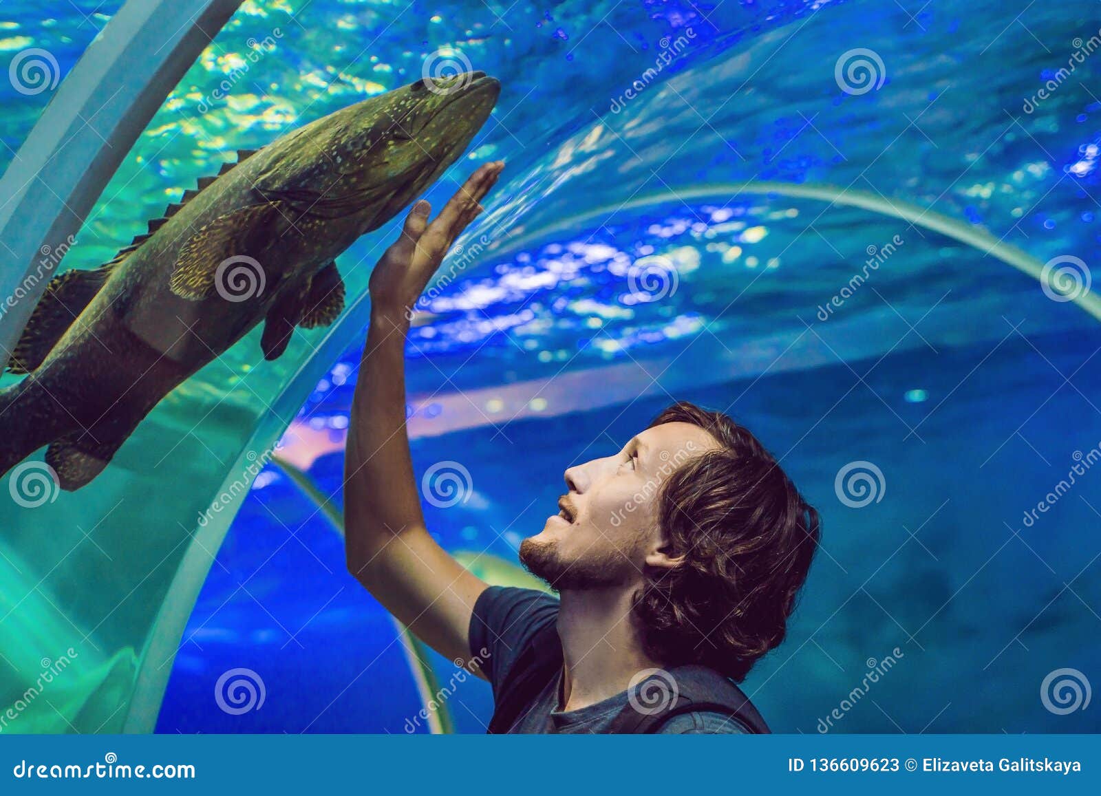 Man Looks at the Fish in the Aquarium Stock Image - Image of cape ...