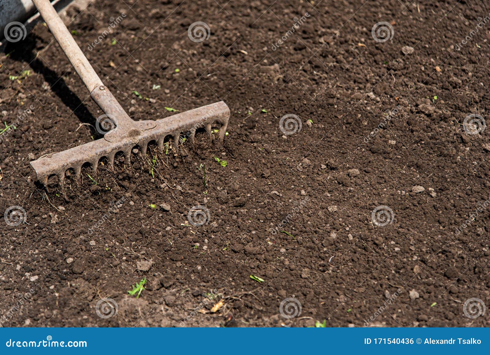 Man Loosens the Earth with a Rake Stock Photo - Image of plot, excavate ...