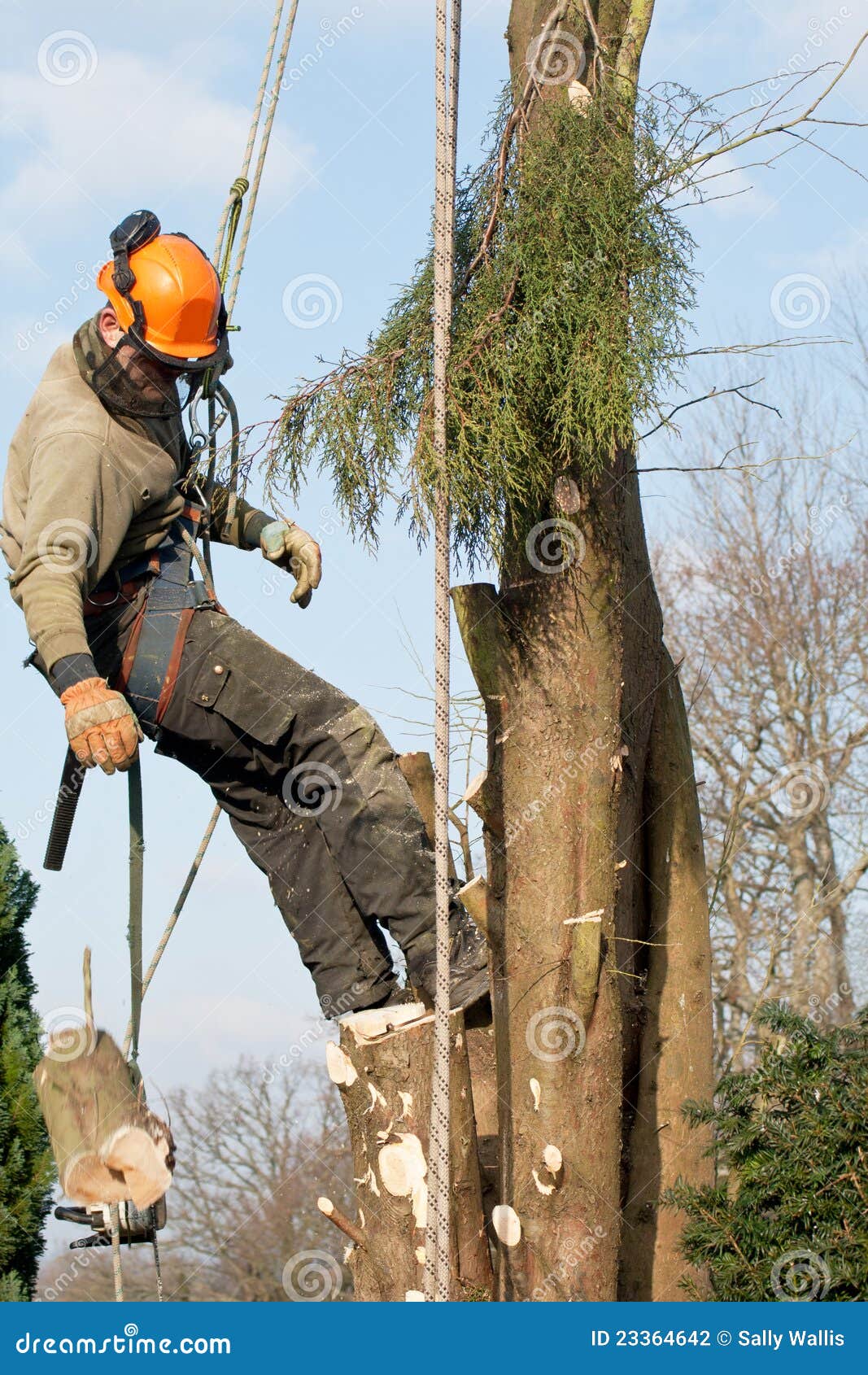 Man Lowering a Section of Tree Stock Photo - Image of larch, earmuffs ...