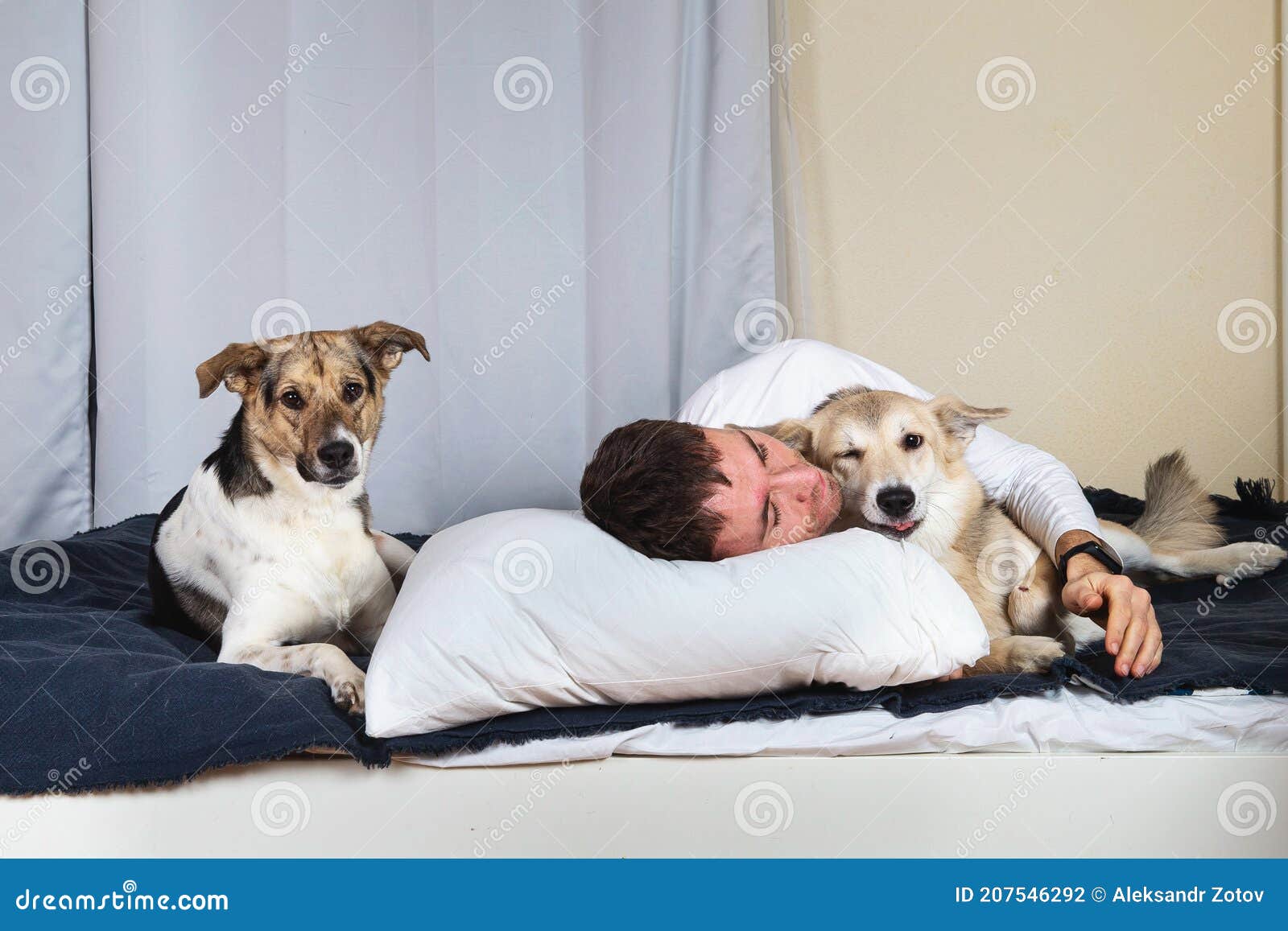 Man Lying with Dogs on Bed in Living Room Stock Photo - Image of ...