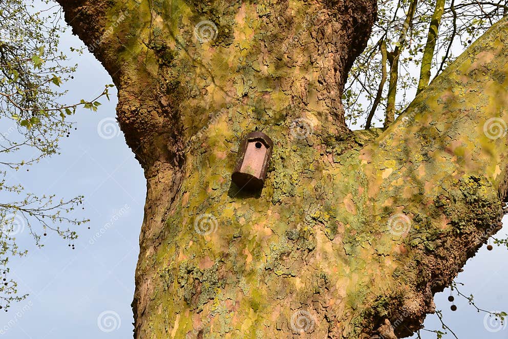 Man Made Bird Nesting Facility on a Tree Stock Photo - Image of nature ...