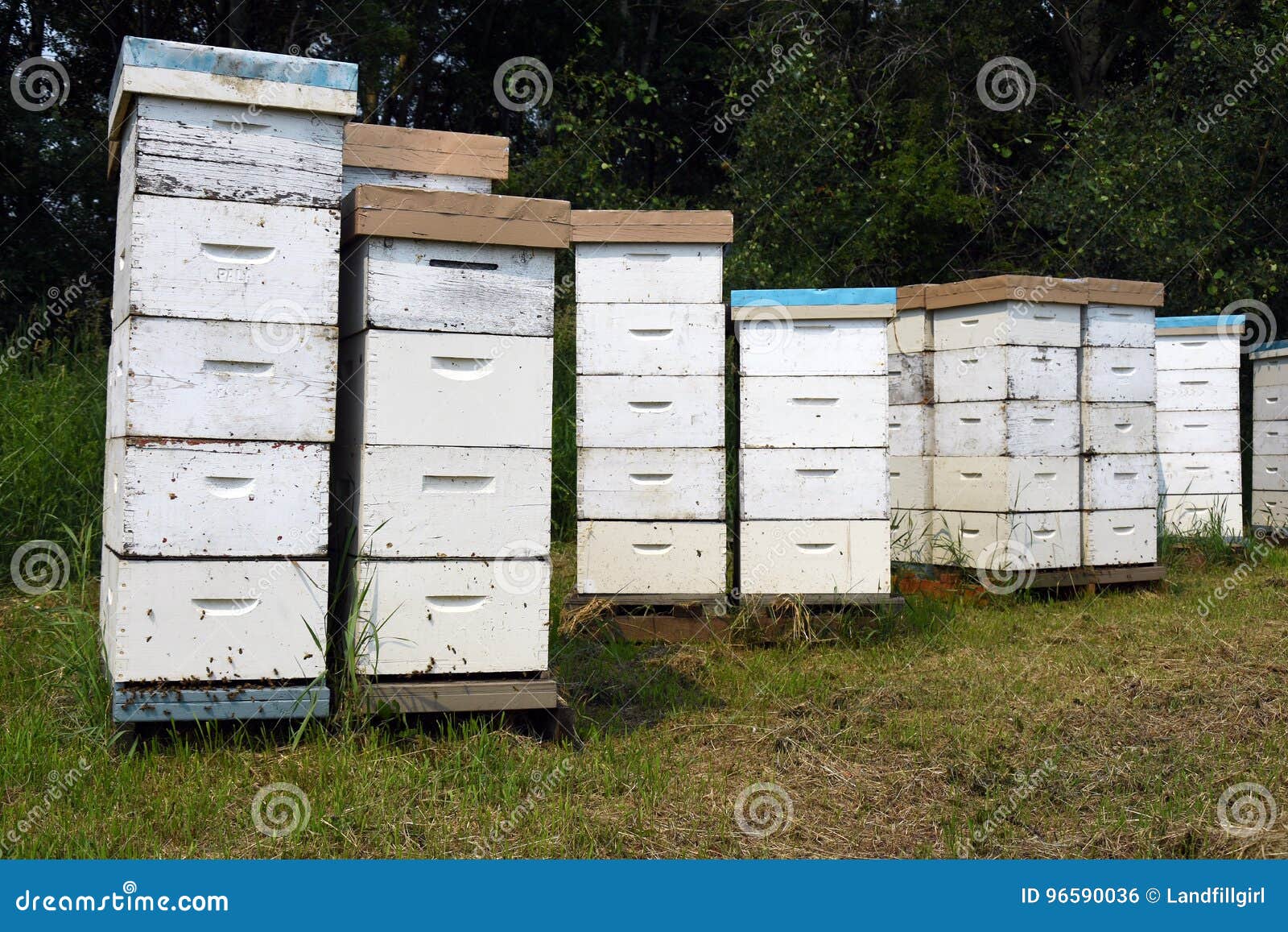 Man Made Honey Bee Hives stock photo. Image of healthy - 96590036