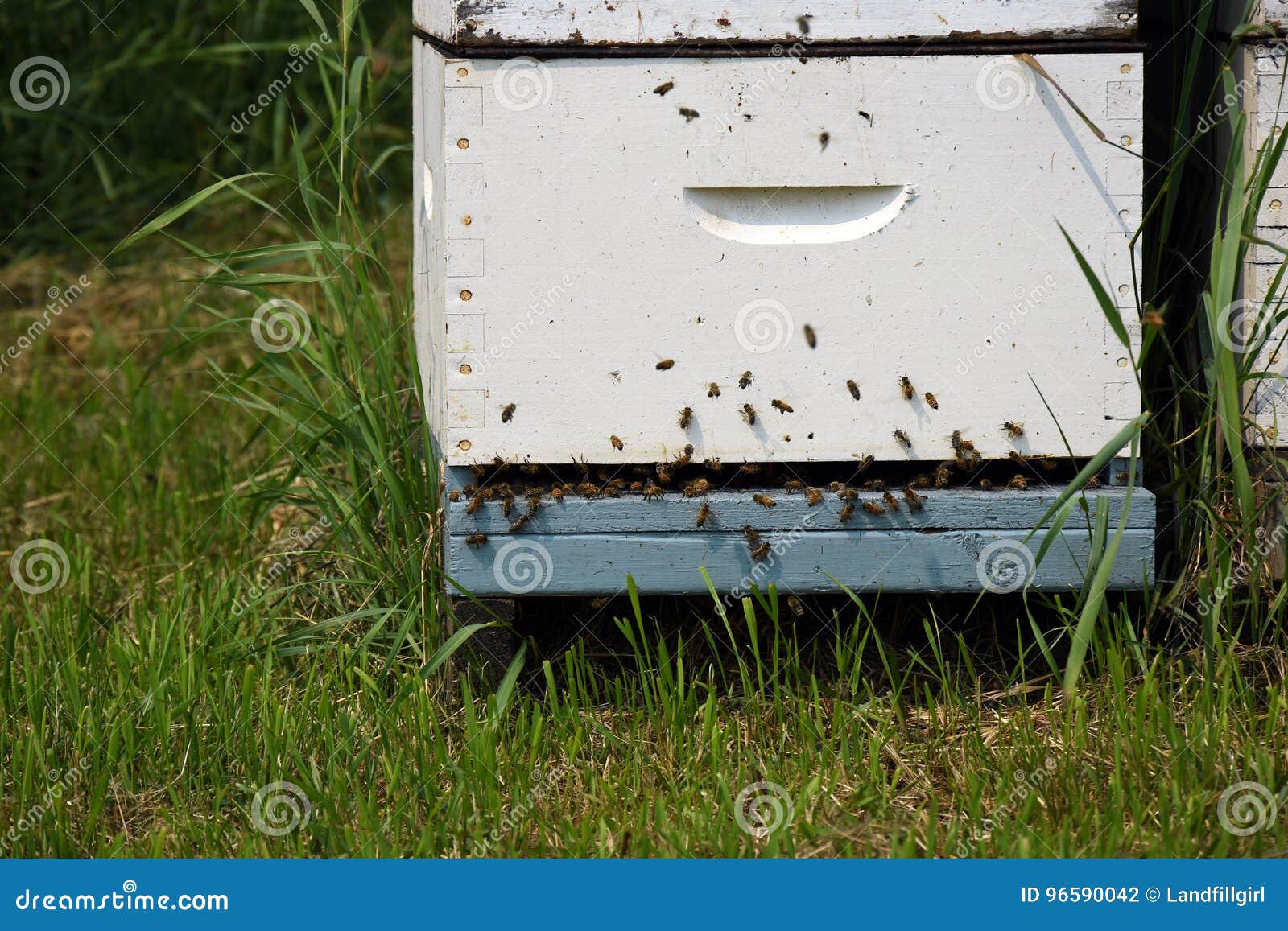 Man Made Honey Bee Hives stock photo. Image of plant - 96590042