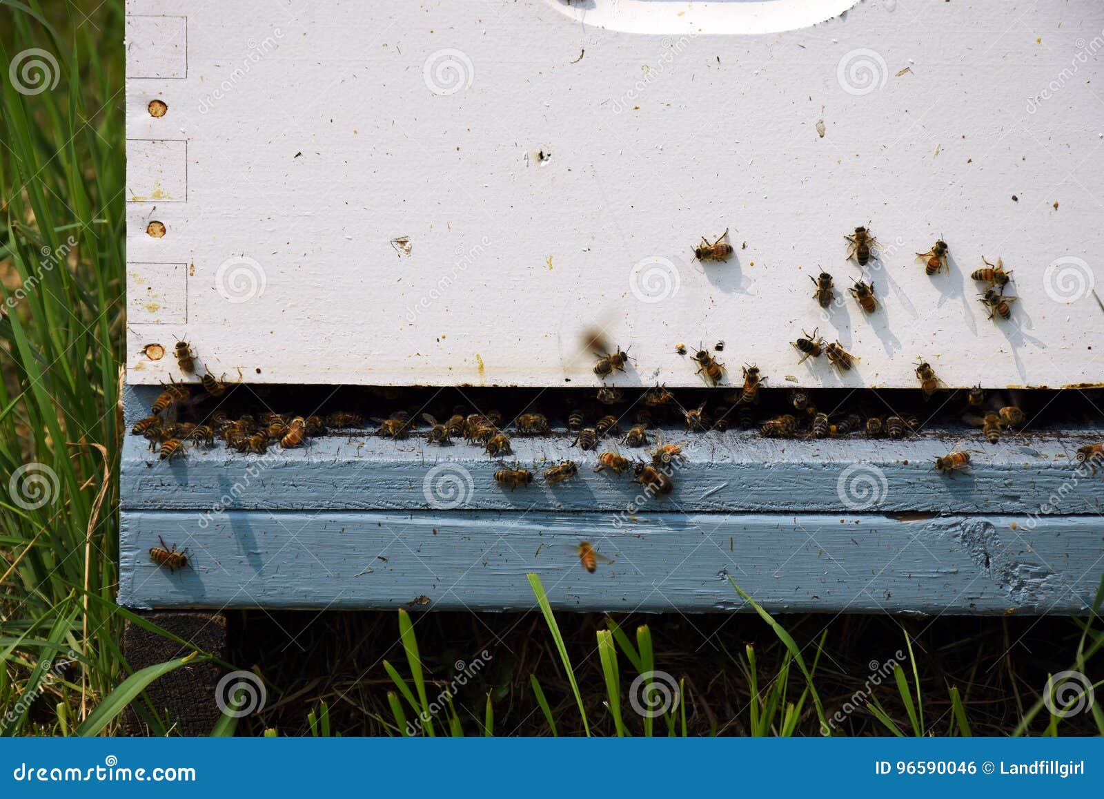 Man Made Honey Bee Hives stock photo. Image of apiary - 96590046