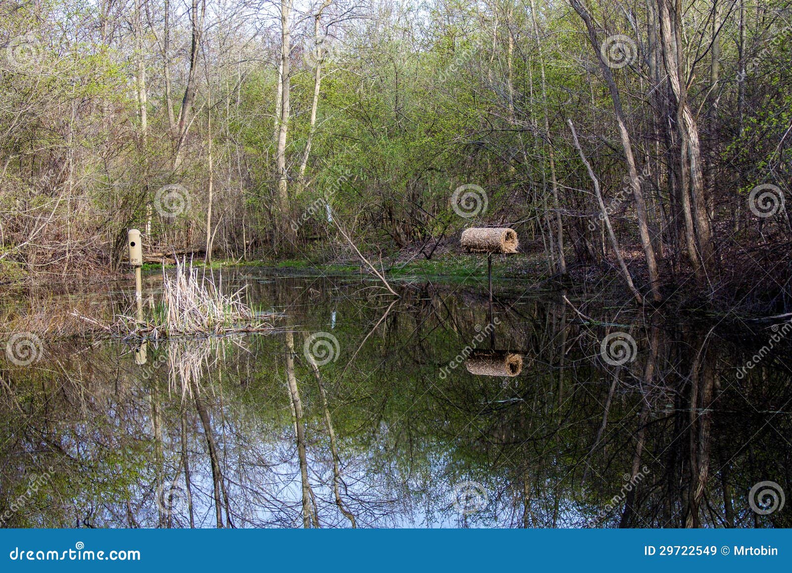 Waterfowl Habitat stock image. Image of point, fowl, nesting - 29722549