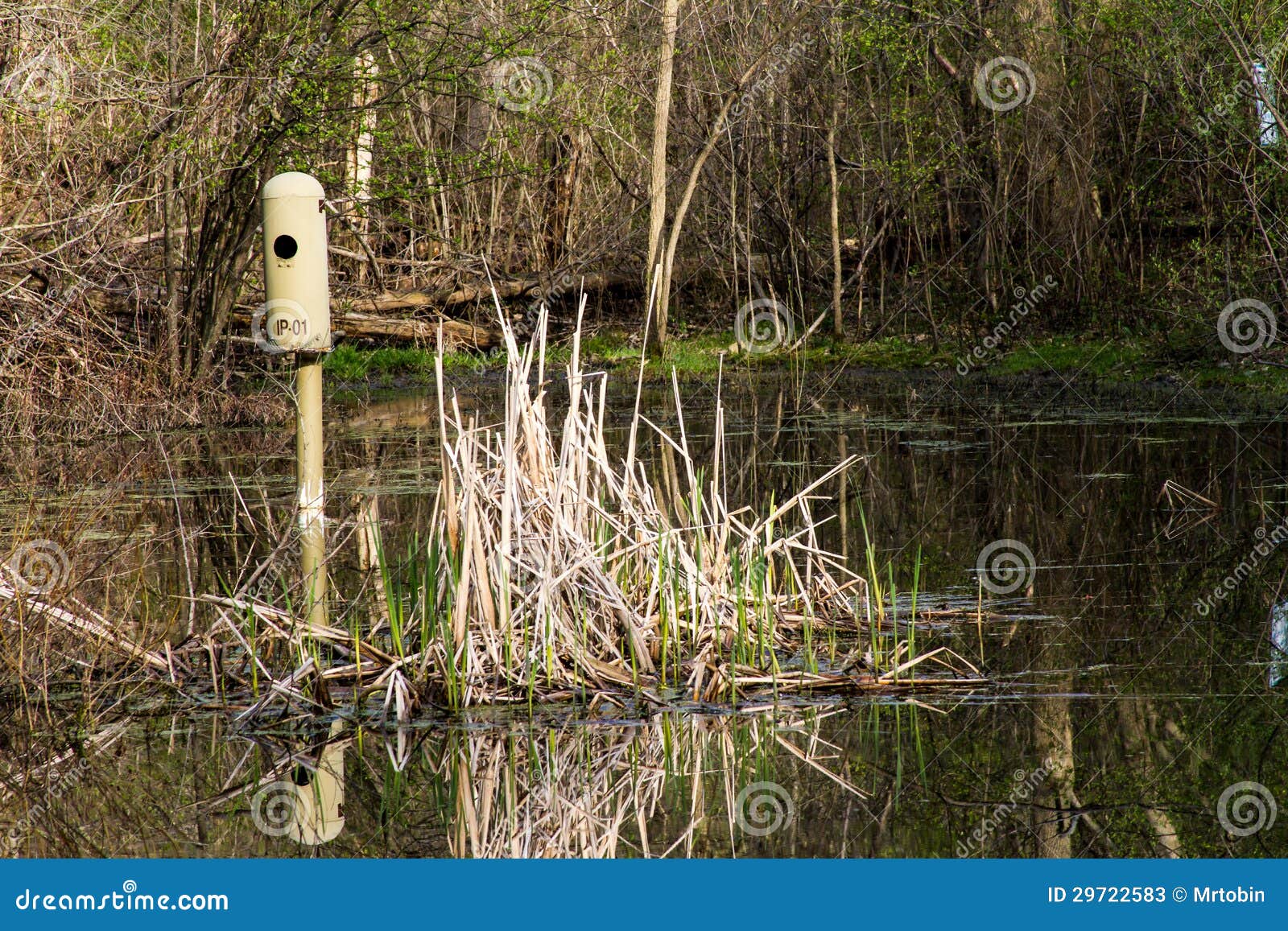 Waterfowl Habitat stock image. Image of conservation - 29722583
