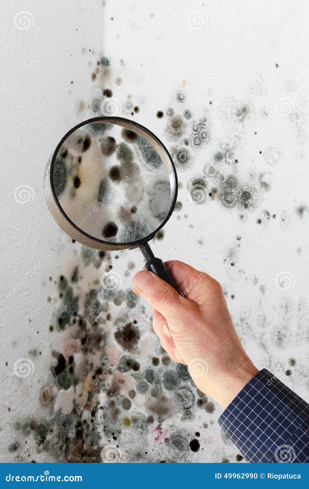 Man with Magnifying Glass Checking Mold Fungus Stock Photo - Image of ...