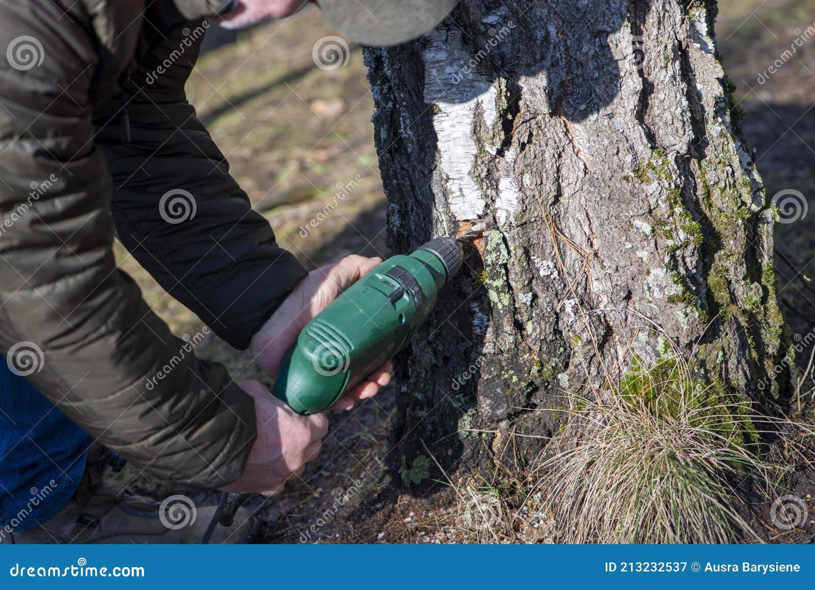 Man Making a Hole Drilling a Tree. Birch Sap Tapping in the Spring ...
