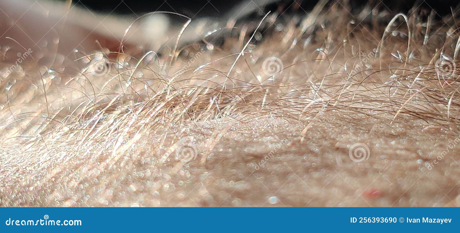 Man Male belly hair stock photo. Image of sunlight, freezing - 256393690