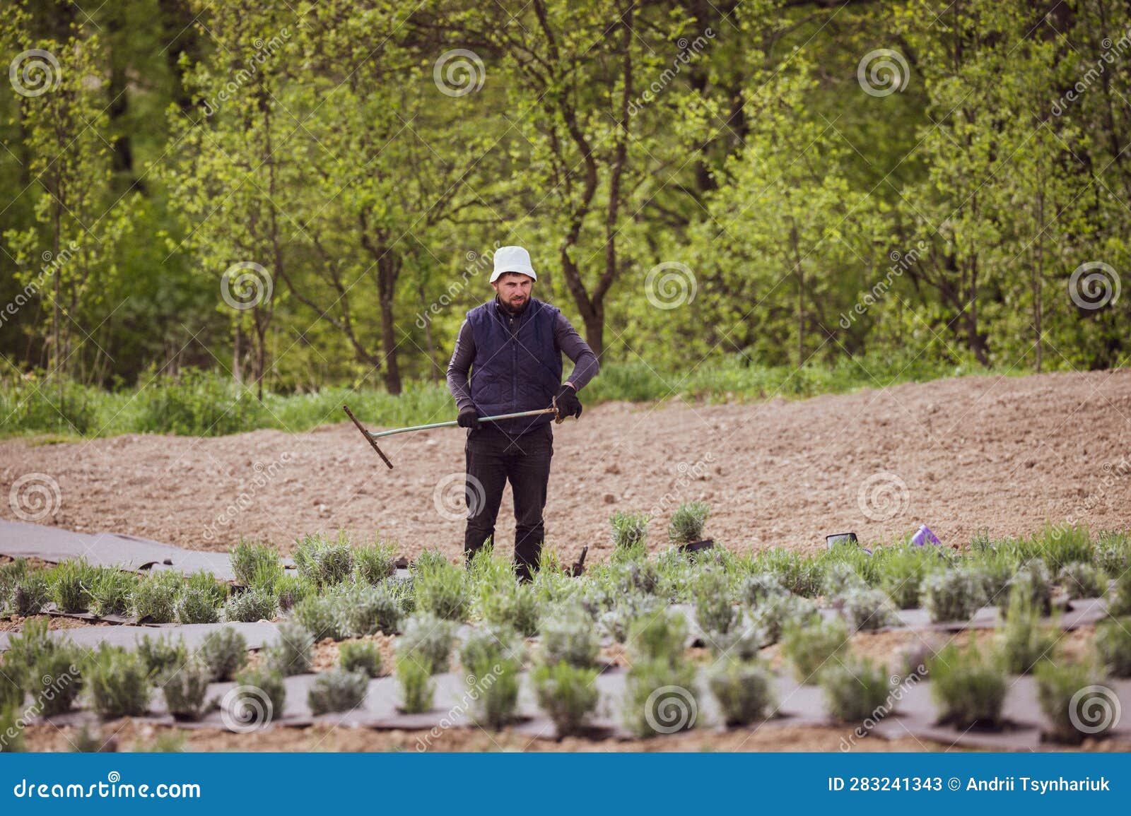 A Man Manually Drills a Hole in the Ground for a Lavender Bush, Field ...