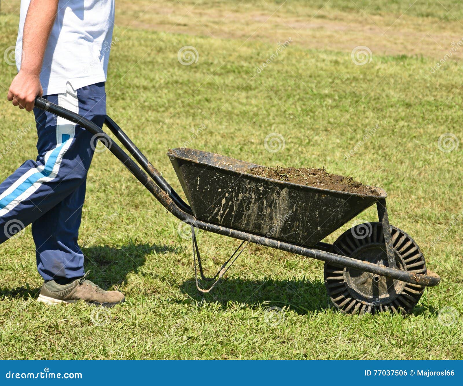 Man with Manure in the Wheelbarrow Stock Photo - Image of land, yard ...