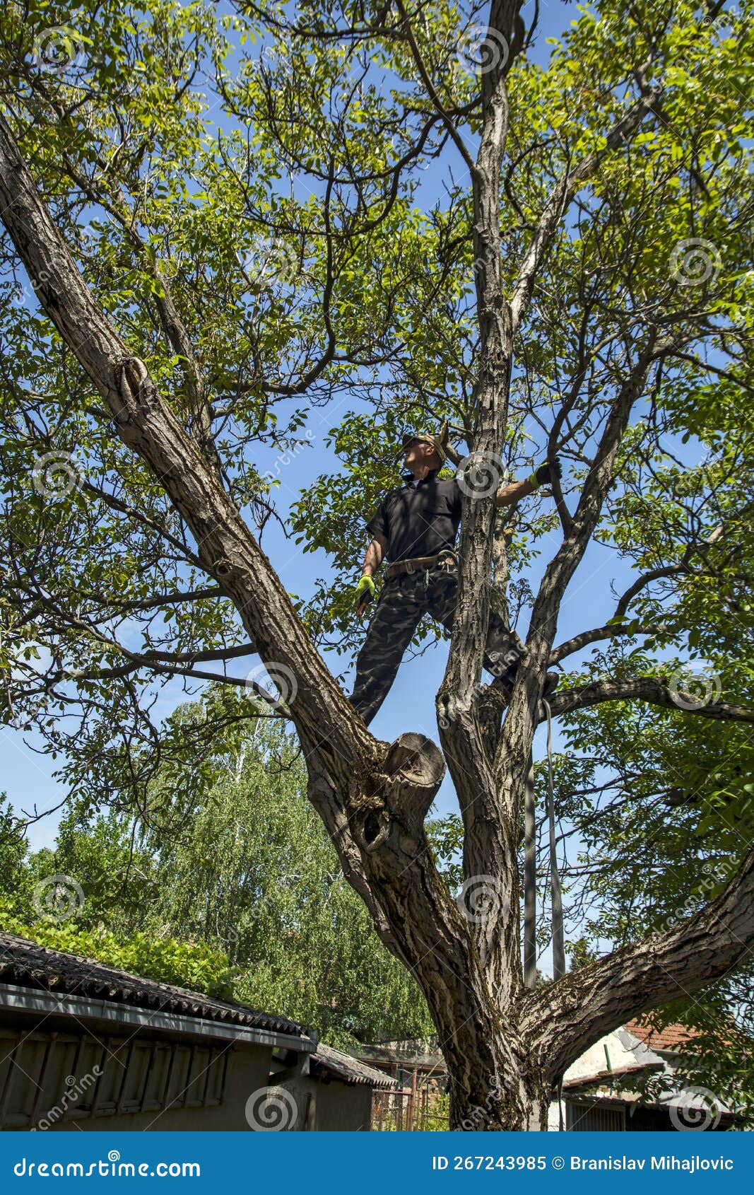 Lumberjack on a tree stock image. Image of timber, mechanical - 267243985
