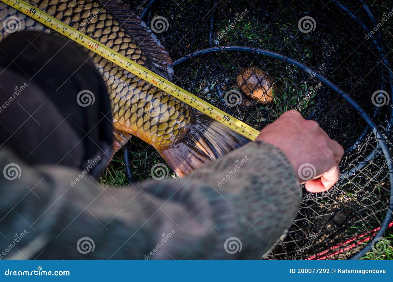 Man Measuring Carp Fish with Measuring Tape Stock Photo - Image of ...